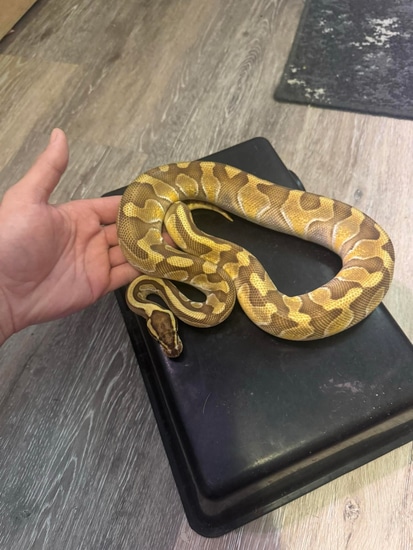Orange Dream Desert Ghost Lesser Enchi Het Clown Ball Python by Sniders ...