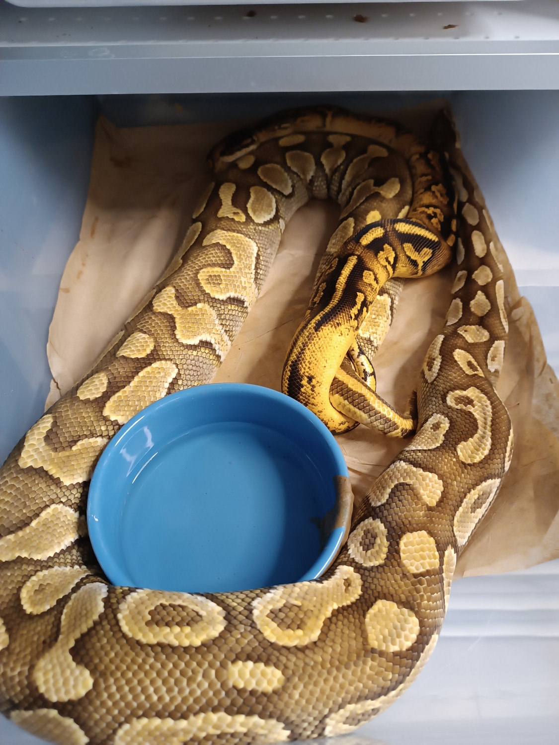 Ball Python Clutch: 2023-1 by Aspiring_ball_pythons - MorphMarket