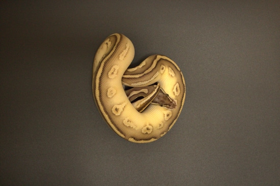 Bongo Butter Pastel Yellow Belly Ball Python by Aspiring_ball_pythons