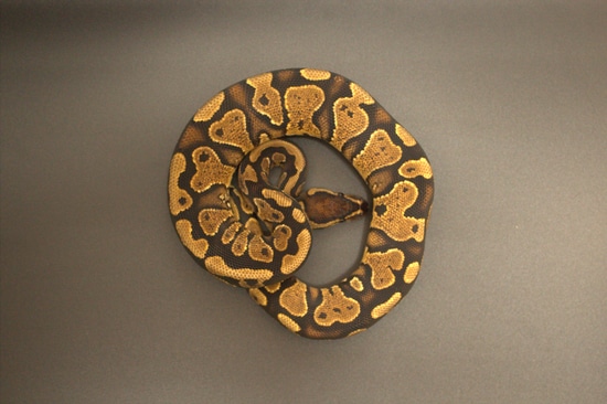 Bongo Specter Ball Python by Aspiring_ball_pythons