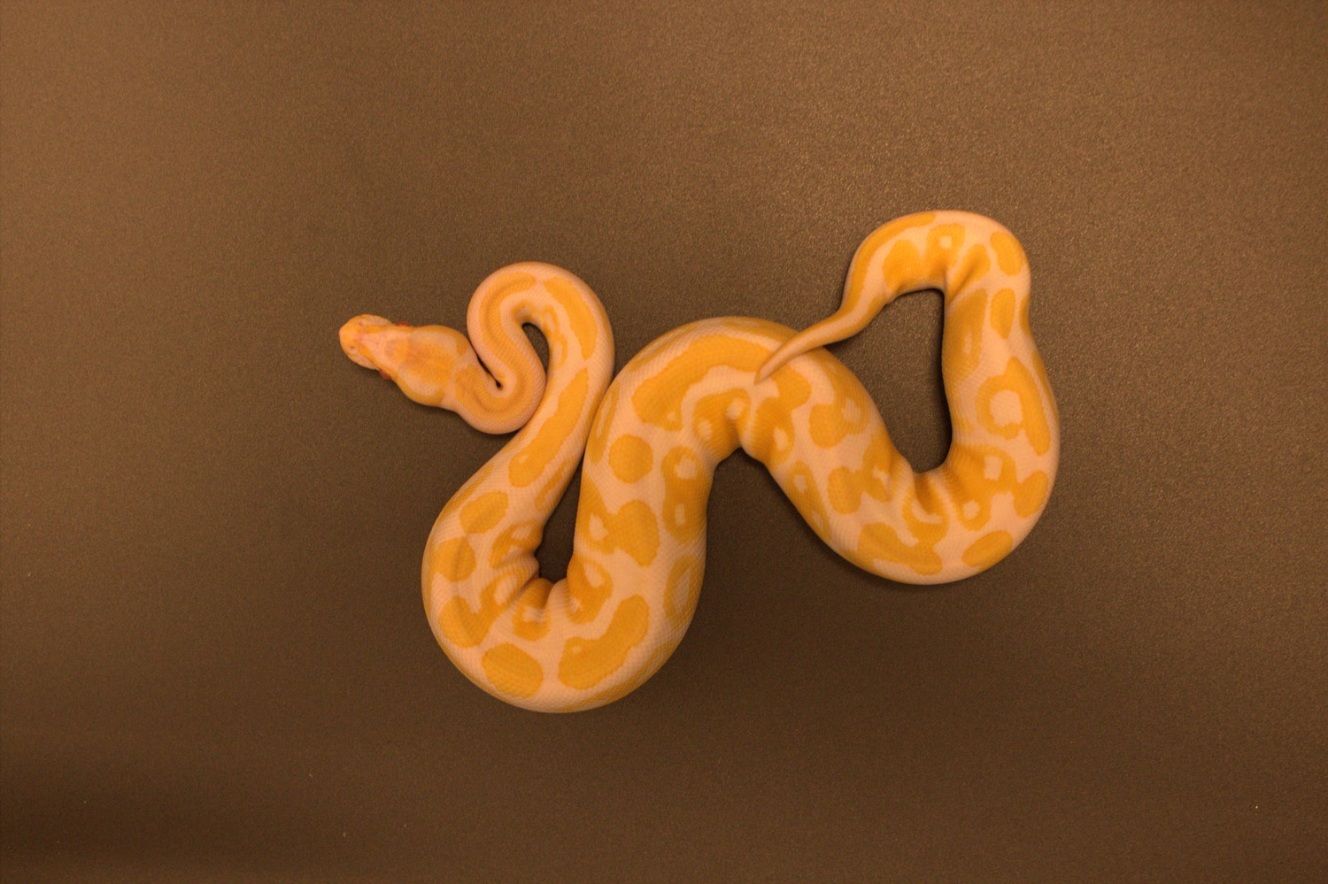 Albino Het. Piebald Ball Python by Aspiring_ball_pythons - MorphMarket