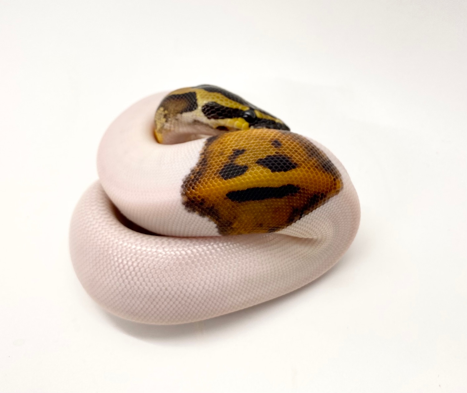 Emoji! Pied 100% Het Albino Ball Python by ASR Genetic Art - MorphMarket