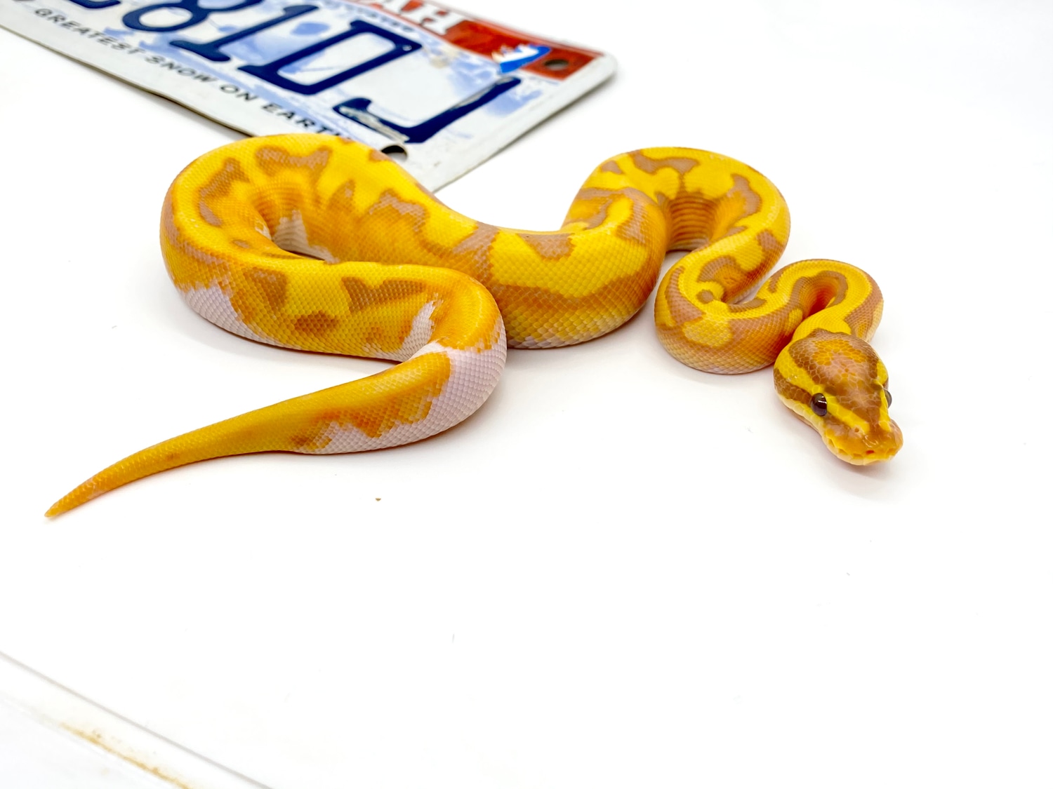Banana Super Enchi Pied Pos Leopard Ball Python by ASR Genetic Art ...