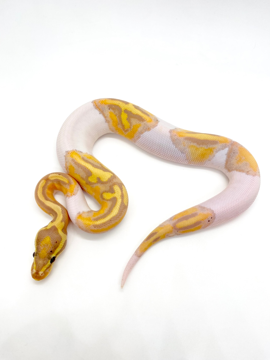 Banana Pastel Enchi Pastel Ball Python by ASR Genetic Art - MorphMarket