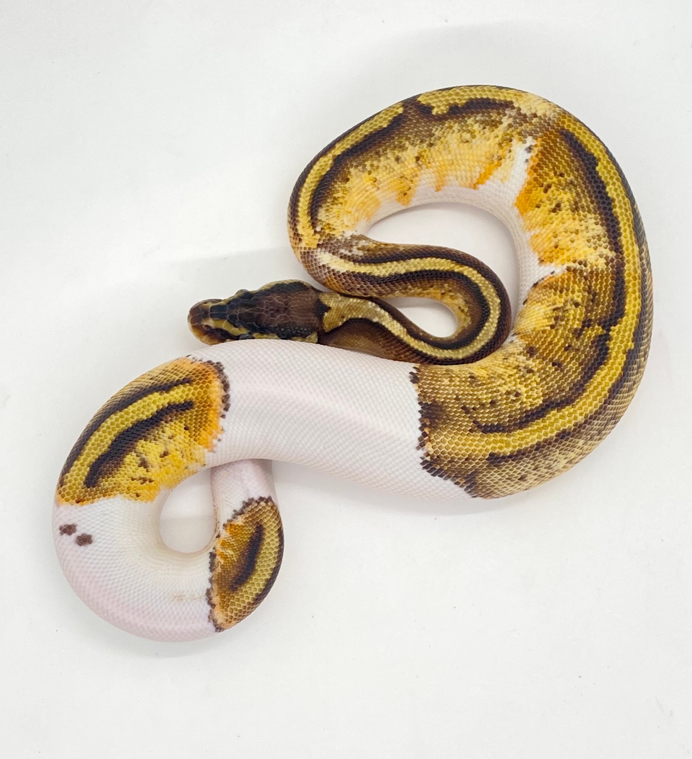 🔋🔋 Pastel Yelllow Belly Nv Pied Ball Python by ASR Genetic Art ...