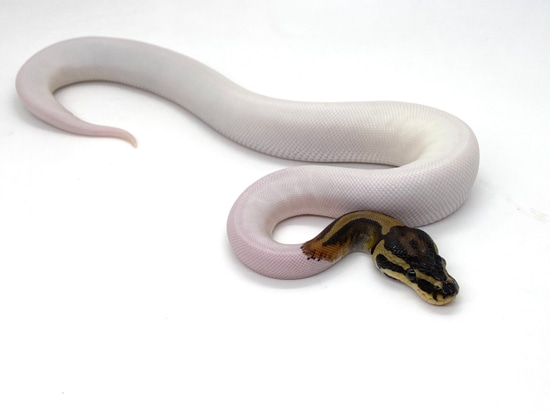 High White Pied Ball Python by ASR Genetic Art