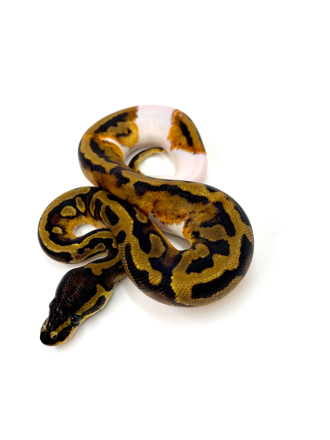 Emoji Enchi Pied FEMALE Ball Python by ASR Genetic Art - MorphMarket