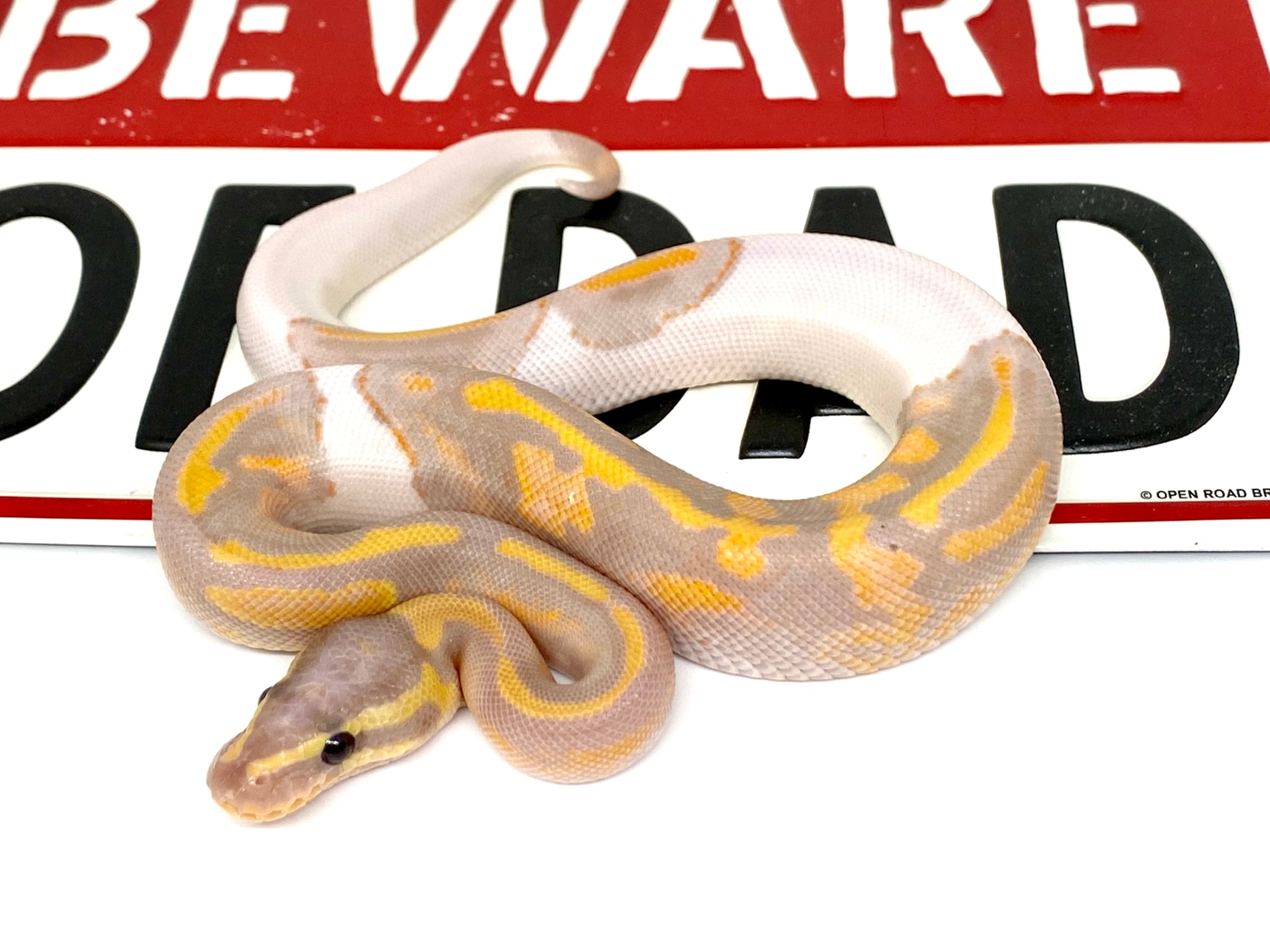 Banana Pastel Pied Ball Python by ASR Genetic Art - MorphMarket