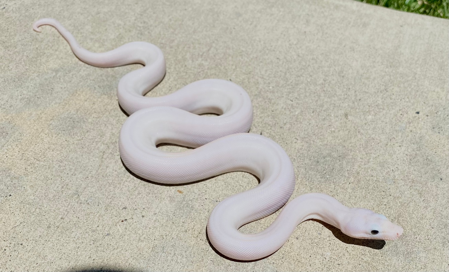 MALE 🤍🤍Super Fire🤍🤍 Boa Constrictor by ASR Genetic Art - MorphMarket