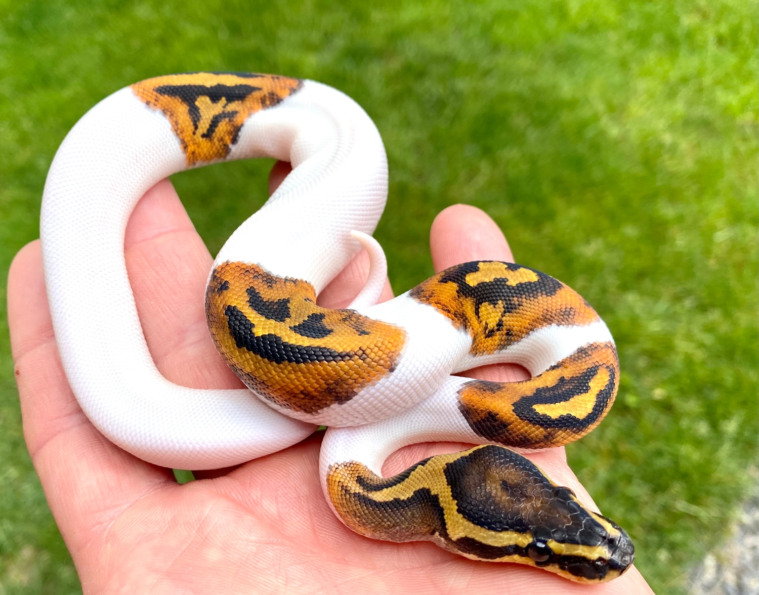 Emoji 🐆🐆YB/ Gravel Leopard Pied Ball Python by ASR Genetic Art ...