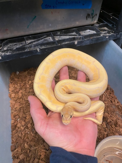 Male— Female Maker Banana Pinstripe Ball Python by ASR Genetic Art ...