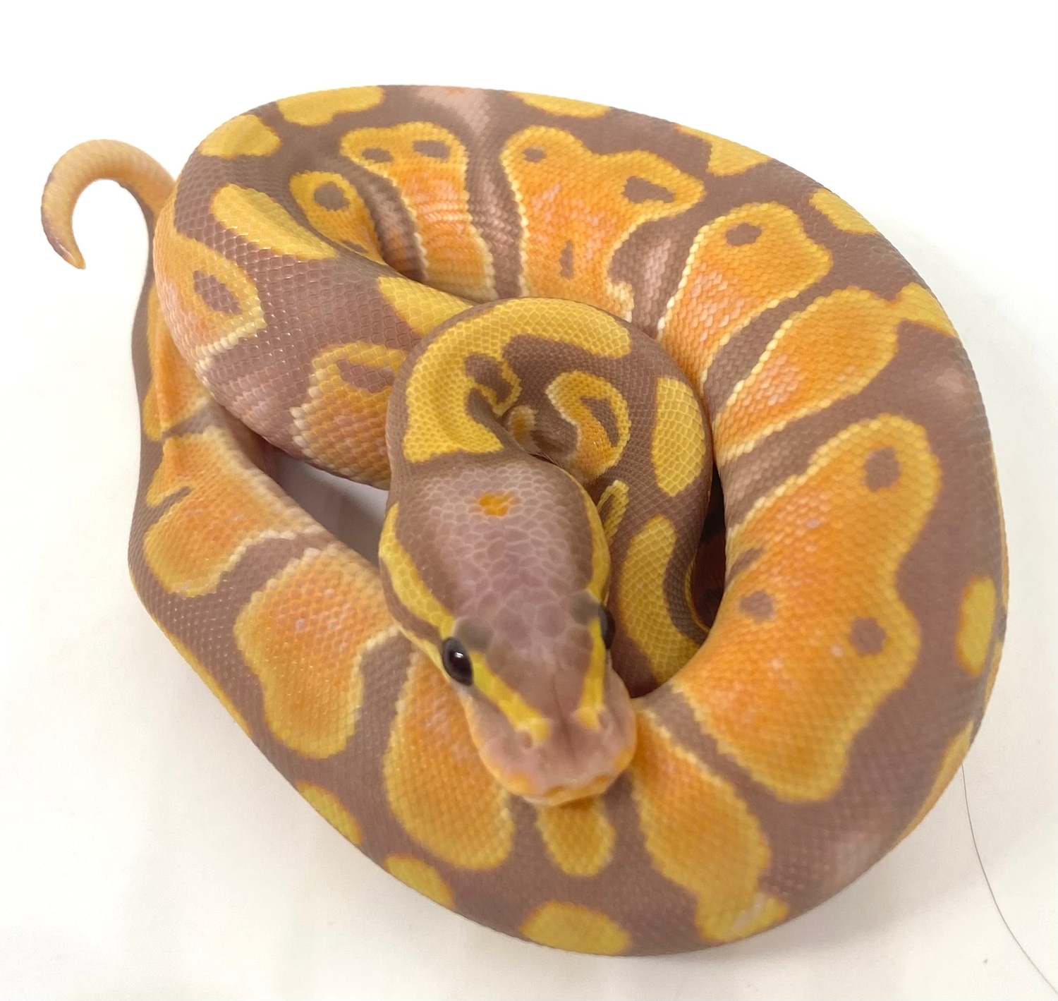 🙋🏼‍♀️ FML Banana Orange Dream Het Pied Ball Python by ASR Genetic Art ...
