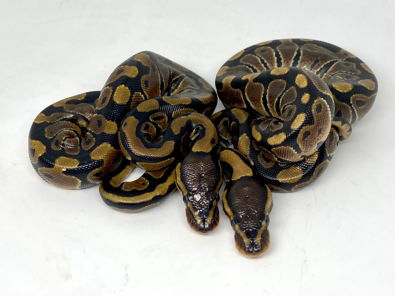 2 Het Clown Females Ball Python by ASR Genetic Art - MorphMarket