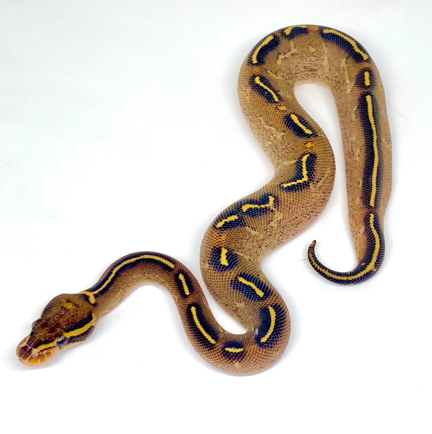 FREEWAY! “Female” Ball Python by ASR Genetic Art - MorphMarket