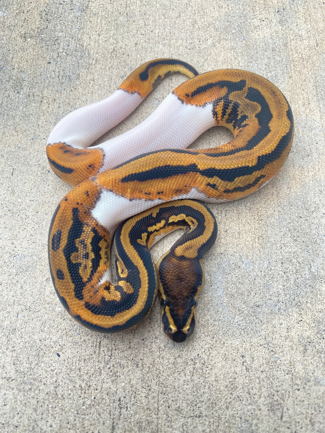 Holiday Pricing Leopard Pied Paradox Ball Python by ASR Genetic Art ...