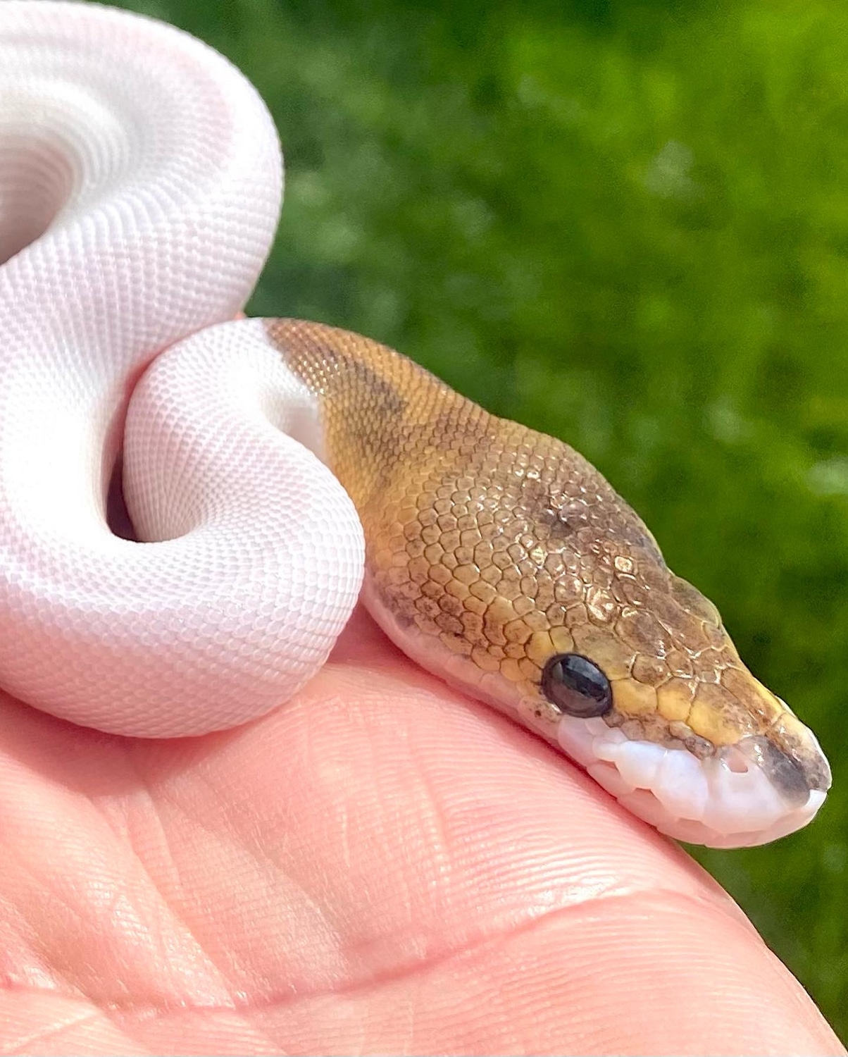FEMALE! Pewter Pied Ball Python by ASR Genetic Art - MorphMarket