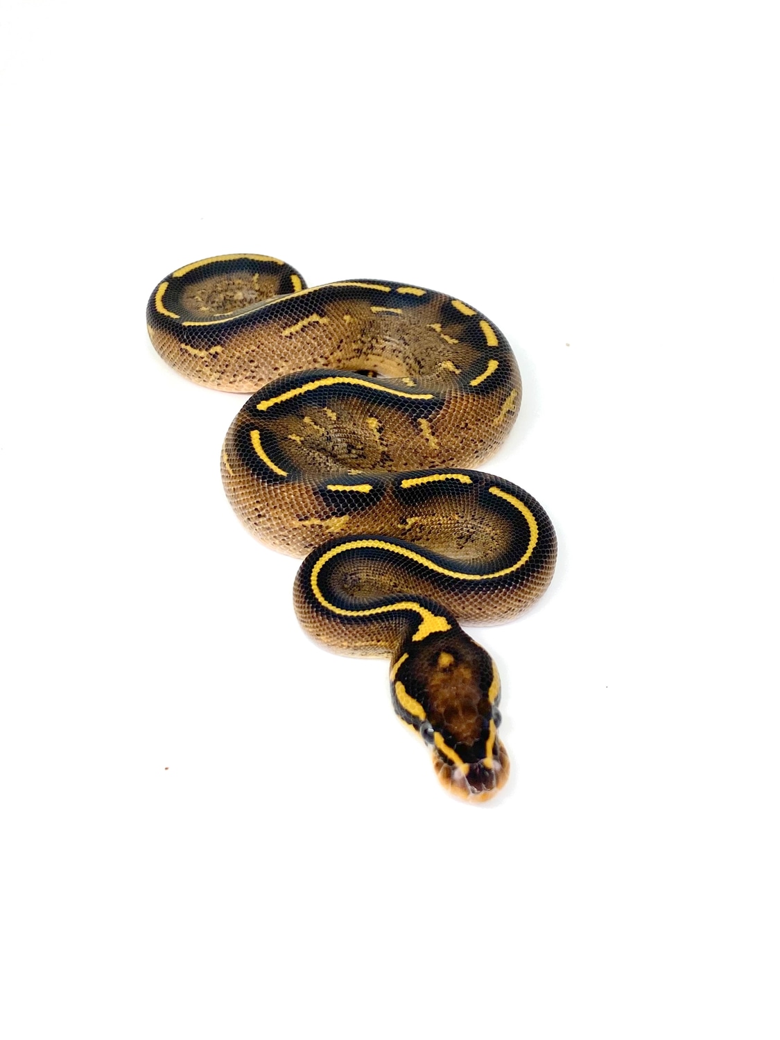 Male Freeway Dark! Ball Python by ASR Genetic Art - MorphMarket