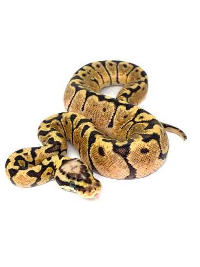 Pastel Yellow Belly Woma Spotnose Ball Python by ASR Genetic Art
