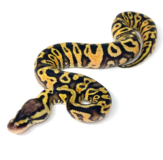 Pastel Asphalt/Yellow Belly Ball Python by ASR Genetic Art