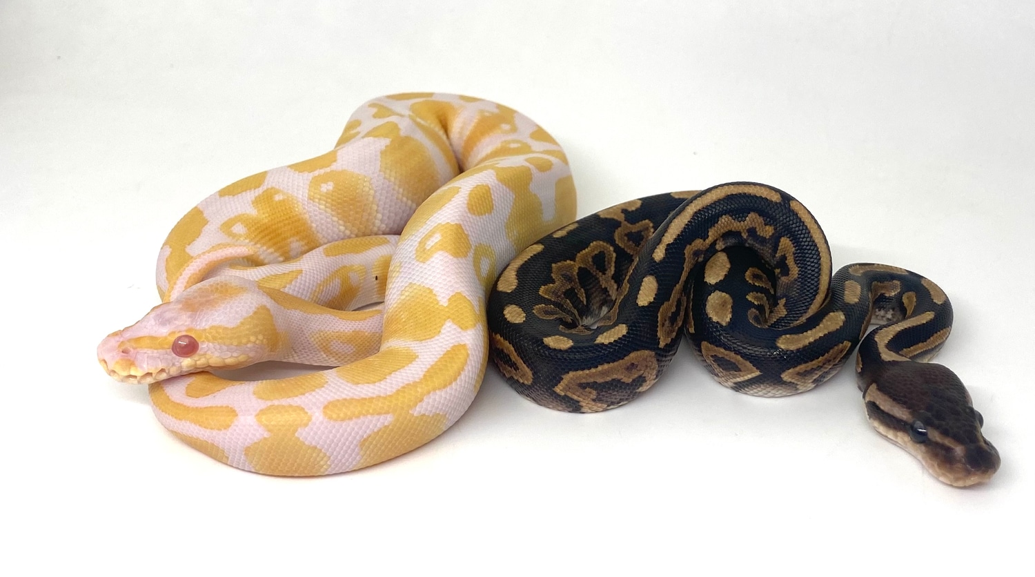 2 Pack! 1-Albino Het Pied & 1 Black Pastel Yellow Belly Het Pied Pos OD ...