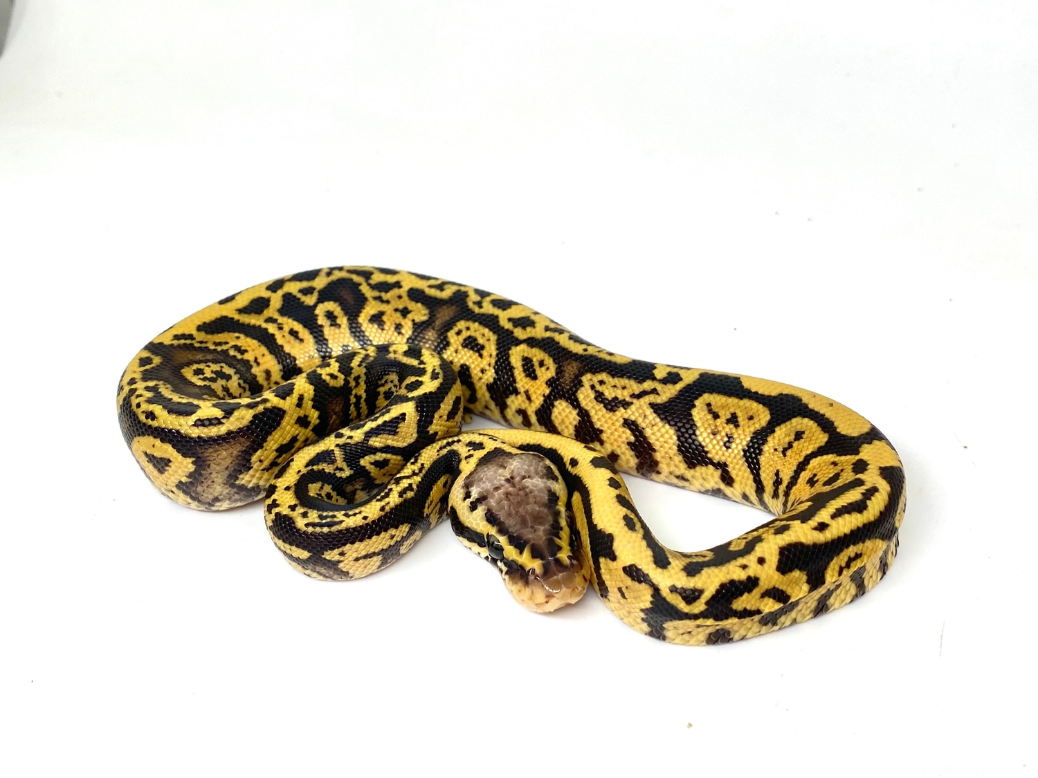 Acid/Confusion Pastel Vanilla Yellow Belly Pos SN/super Pastel Ball ...