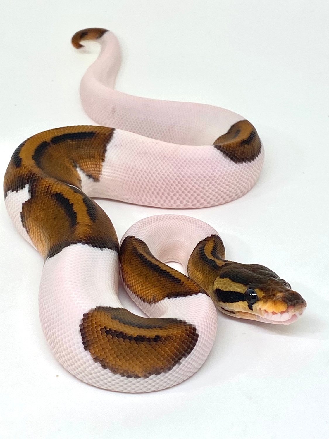 Black Pastel Pied Ball Python by ASR Genetic Art - MorphMarket