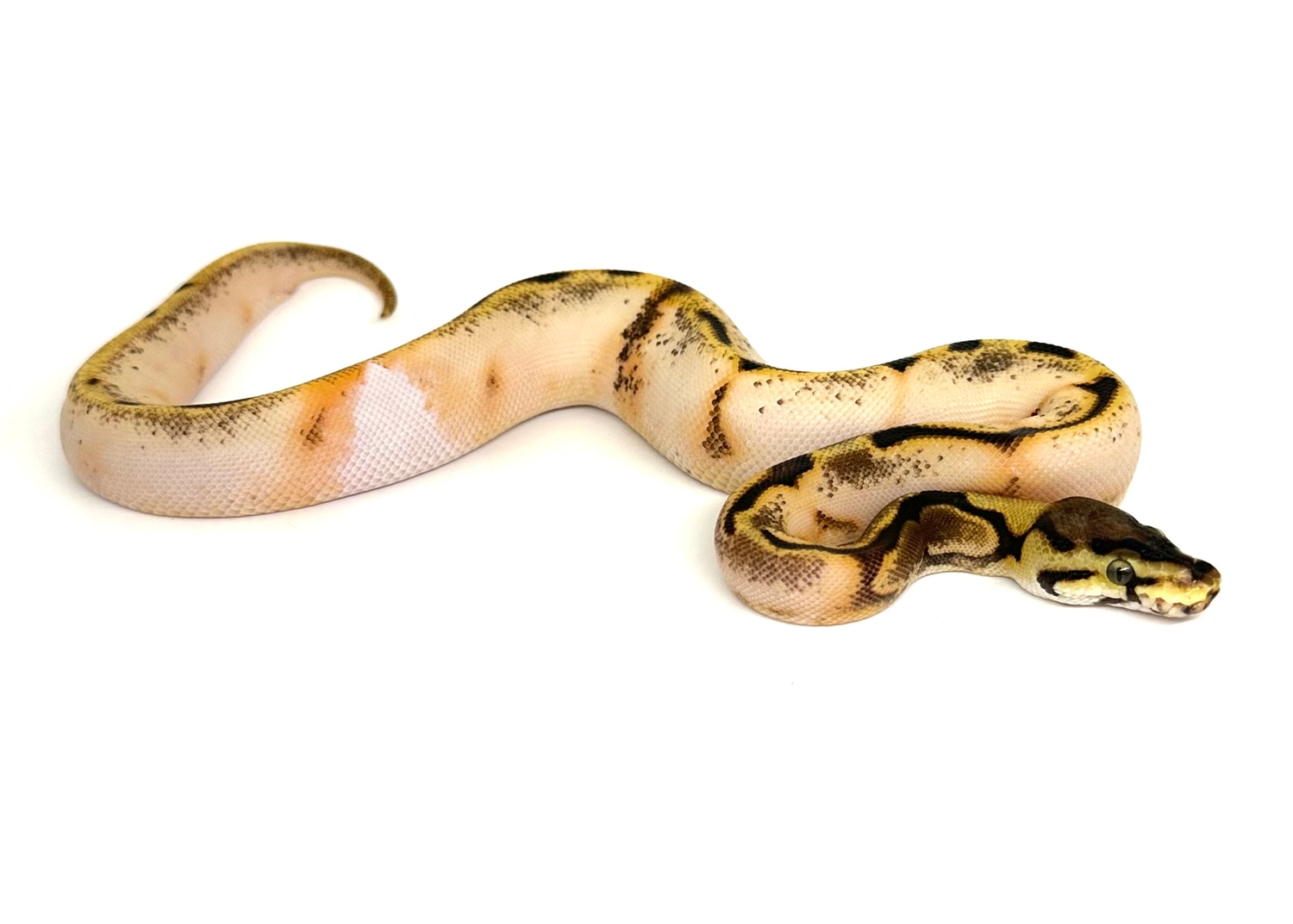 Orange Dream YellowBelly Calico Spider Ball Python by ASR Genetic Art ...