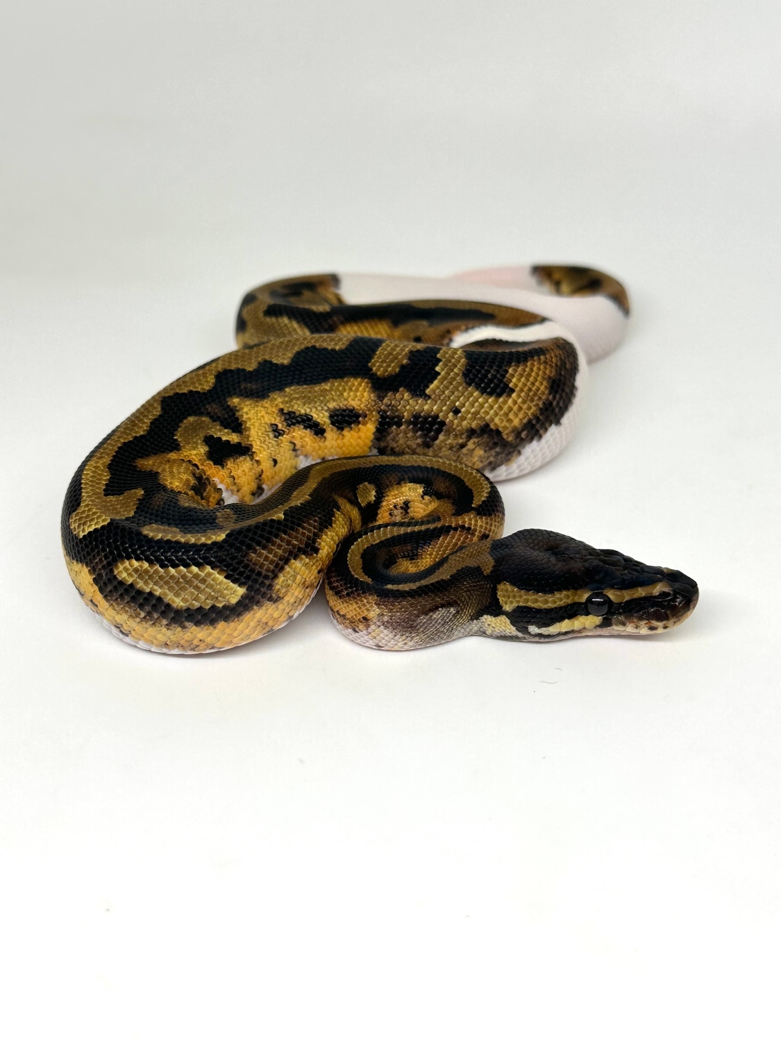 Leopard Pied Ball Python by ASR Genetic Art - MorphMarket