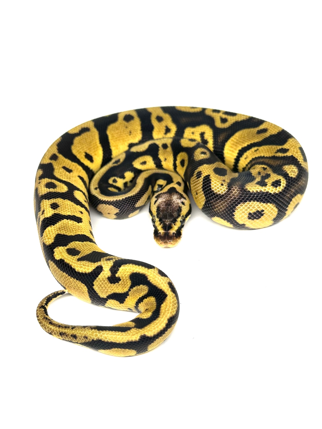Confusion/Acid Pastel YellowBelly Het Axanthic Ball Python by ASR ...