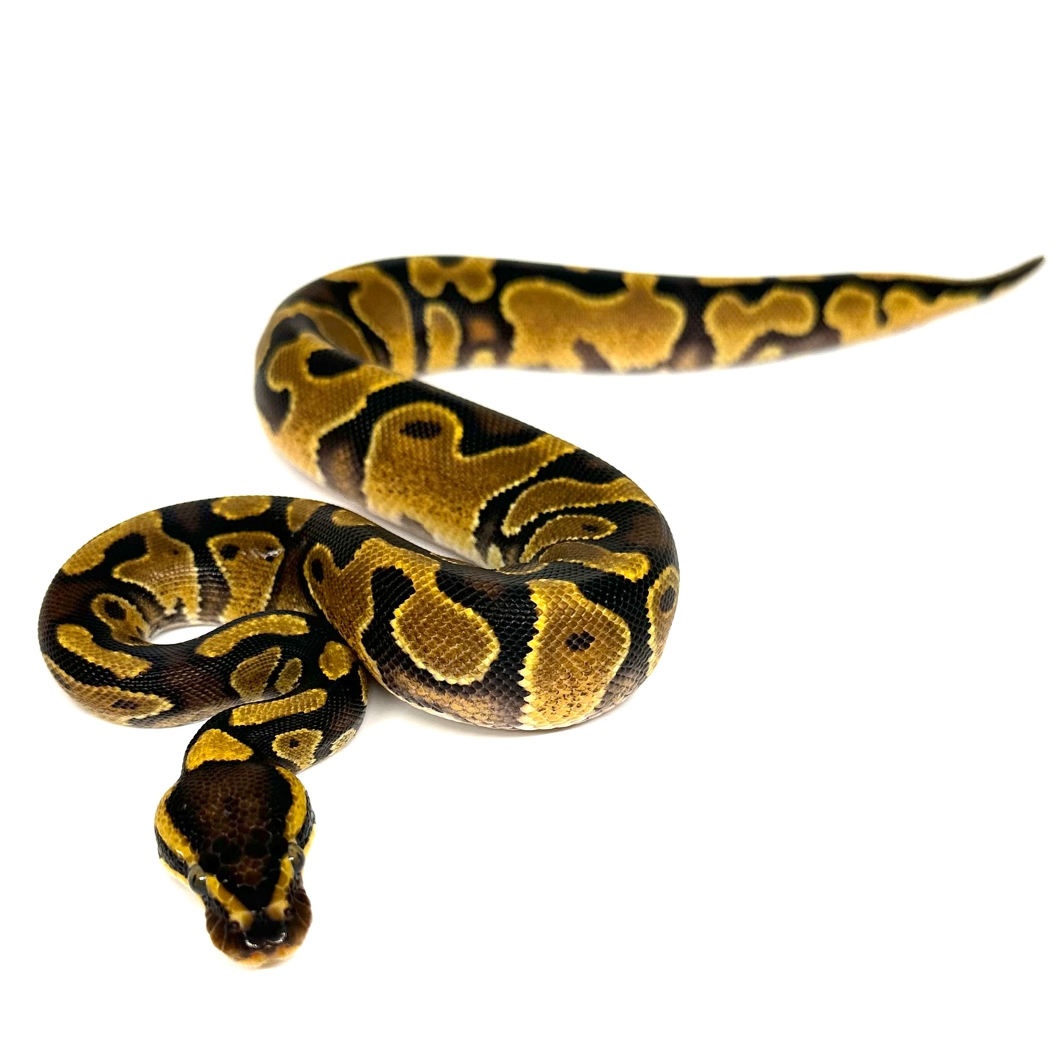 Orange Dream YellowBelly Het Pied Ball Python by ASR Genetic Art ...