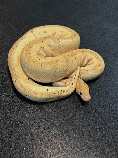 Proven Clown Banana Pastel Blade Ball Python by ASR Genetic Art