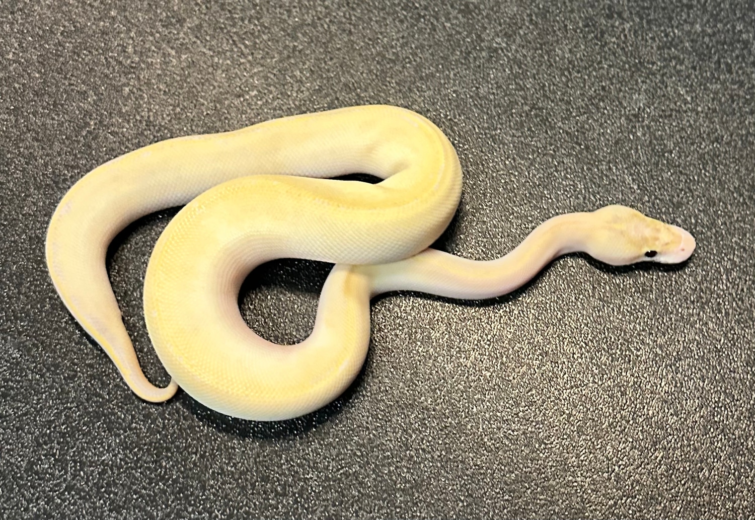 Banana Super YellowBelly (Ivory) Ball Python by ASR Genetic Art ...