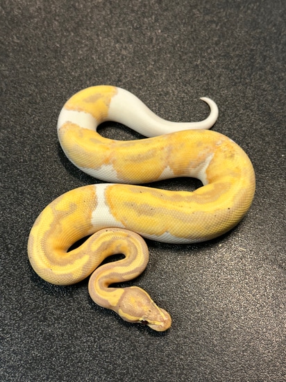 Banana OD Pied Ball Python by ASR Genetic Art