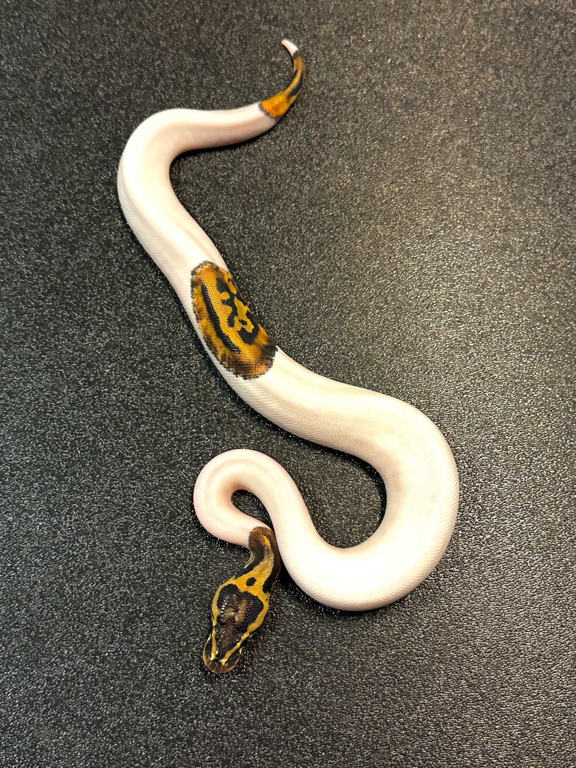 🥵 Pastel Leopard Pied Pos Super Ball Python by ASR Genetic Art ...