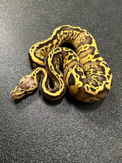 💰Acid Fire Pastel YellowBelly Ball Python by ASR Genetic Art