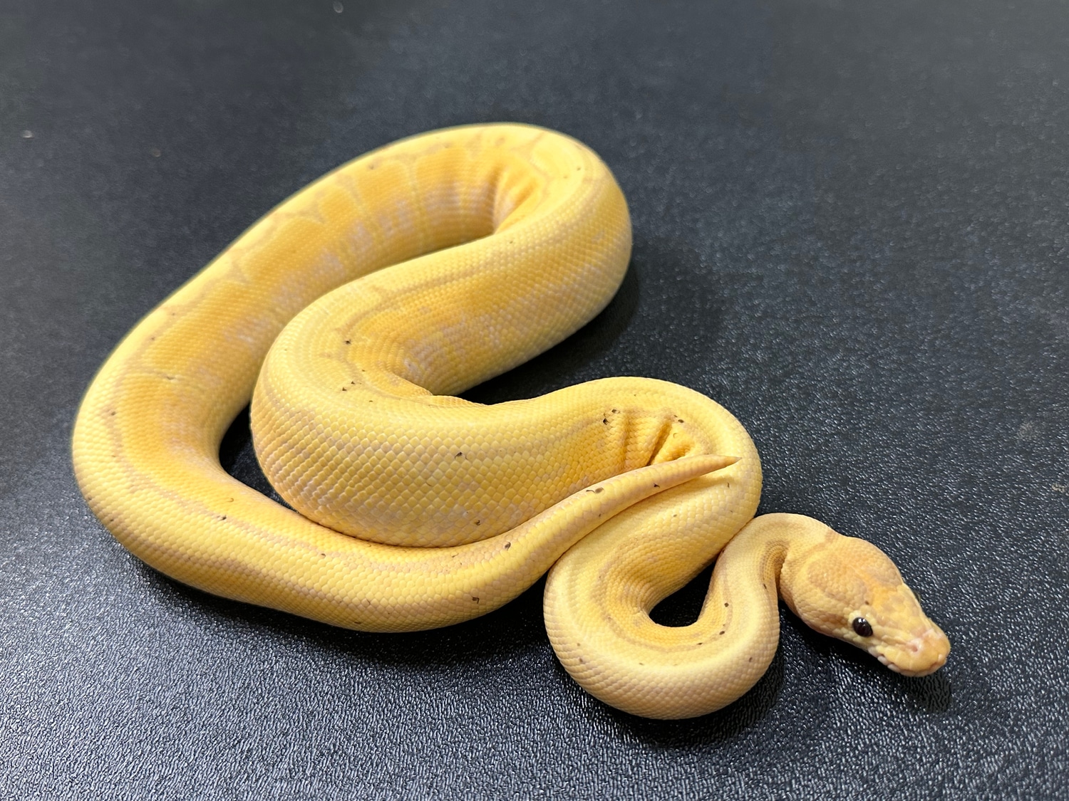 Female Maker Banana Pinstripe Ball Python by ASR Genetic Art - MorphMarket