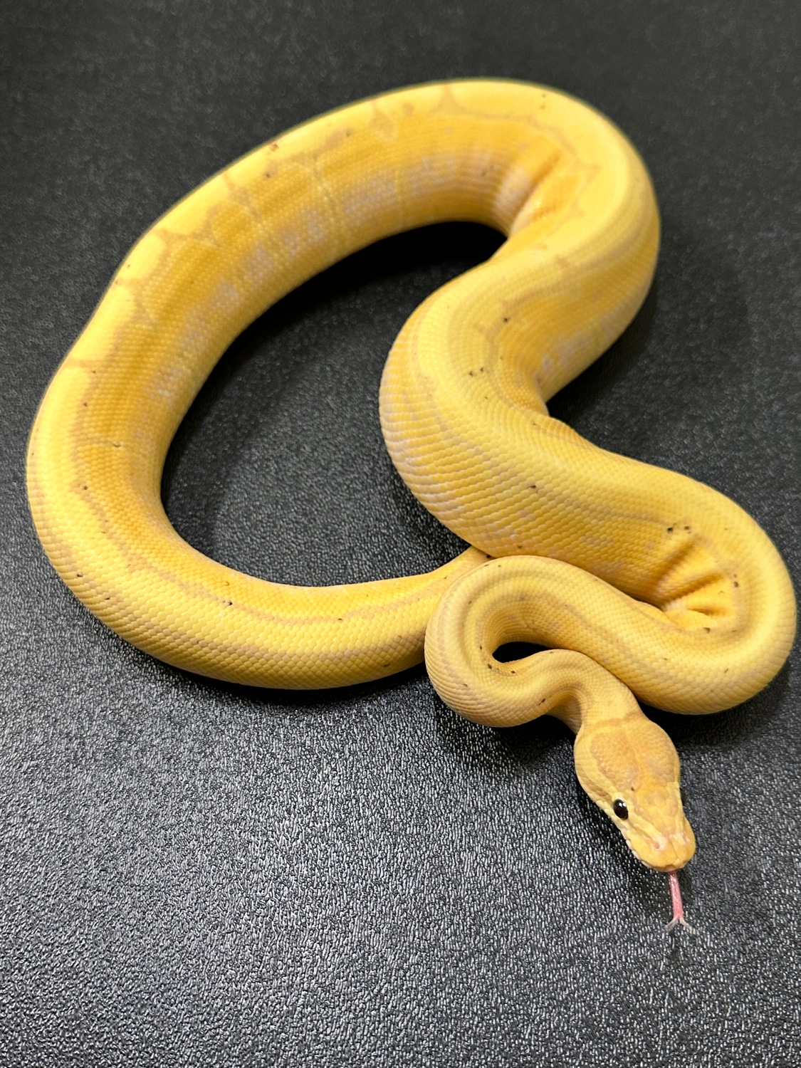 Banana Pinstripe Ball Python by ASR Genetic Art - MorphMarket