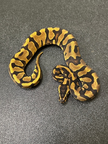 Acid Enchi YellowBelly Confusion Ball Python by ASR Genetic Art