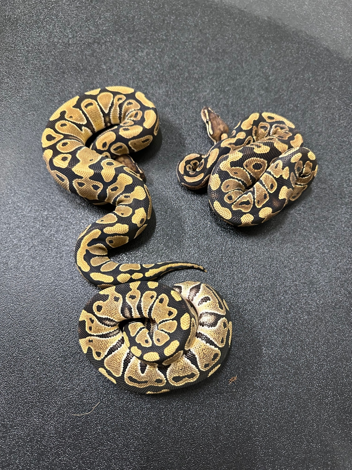 Package Of “3” Female Het Clown’s Ball Python by ASR Genetic Art ...