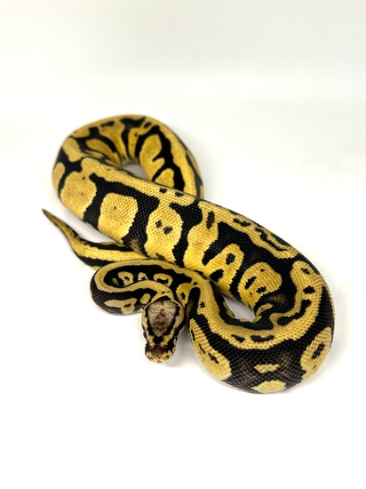 Confusion Super Pastel Vanilla Ball Python by ASR Genetic Art