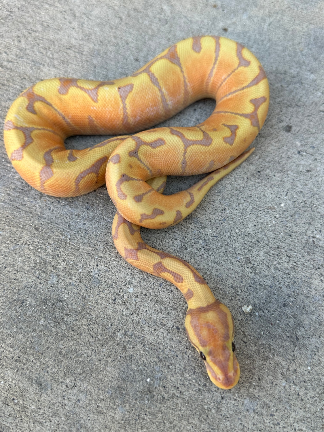 Banana Woma Ball Python by ASR Genetic Art - MorphMarket