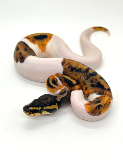 Possible GHI Pied Ball Python by ASR Genetic Art