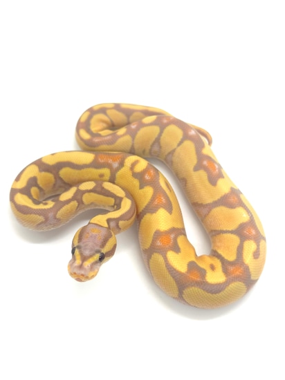Banana Super Orange Dream YellowBelly/gravel Ball Python by ASR Genetic Art