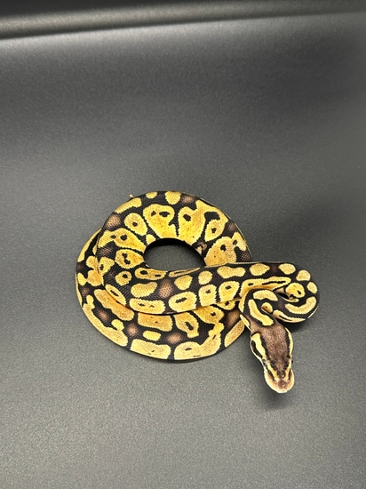 Female Pastel Ball Python by ASR Genetic Art