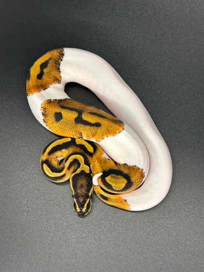 Orange Dream Pied Paradox Ball Python by ASR Genetic Art