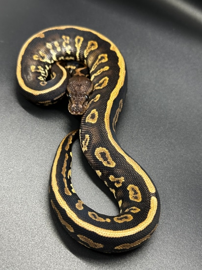 Black Pastel Confusion/Acid YellowBelly Ball Python by ASR Genetic Art