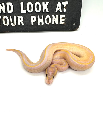 Banana Highway Orange Dream Ball Python by ASR Genetic Art
