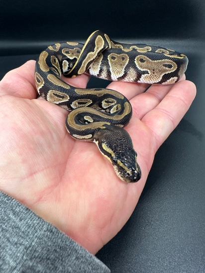 Black Head Het VPI Axanthic Het Pied Ball Python by ASR Genetic Art