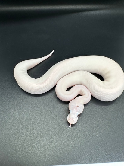 White Panda Pied Ball Python by ASR Genetic Art
