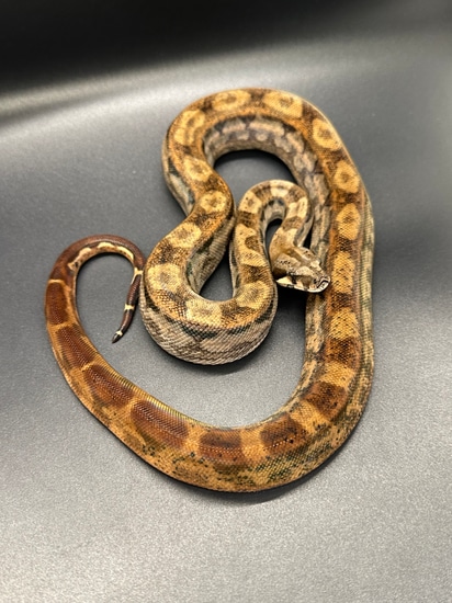 💰No Reserve! Motley Hypo Pos Het Blood Boa Constrictor by ASR Genetic Art